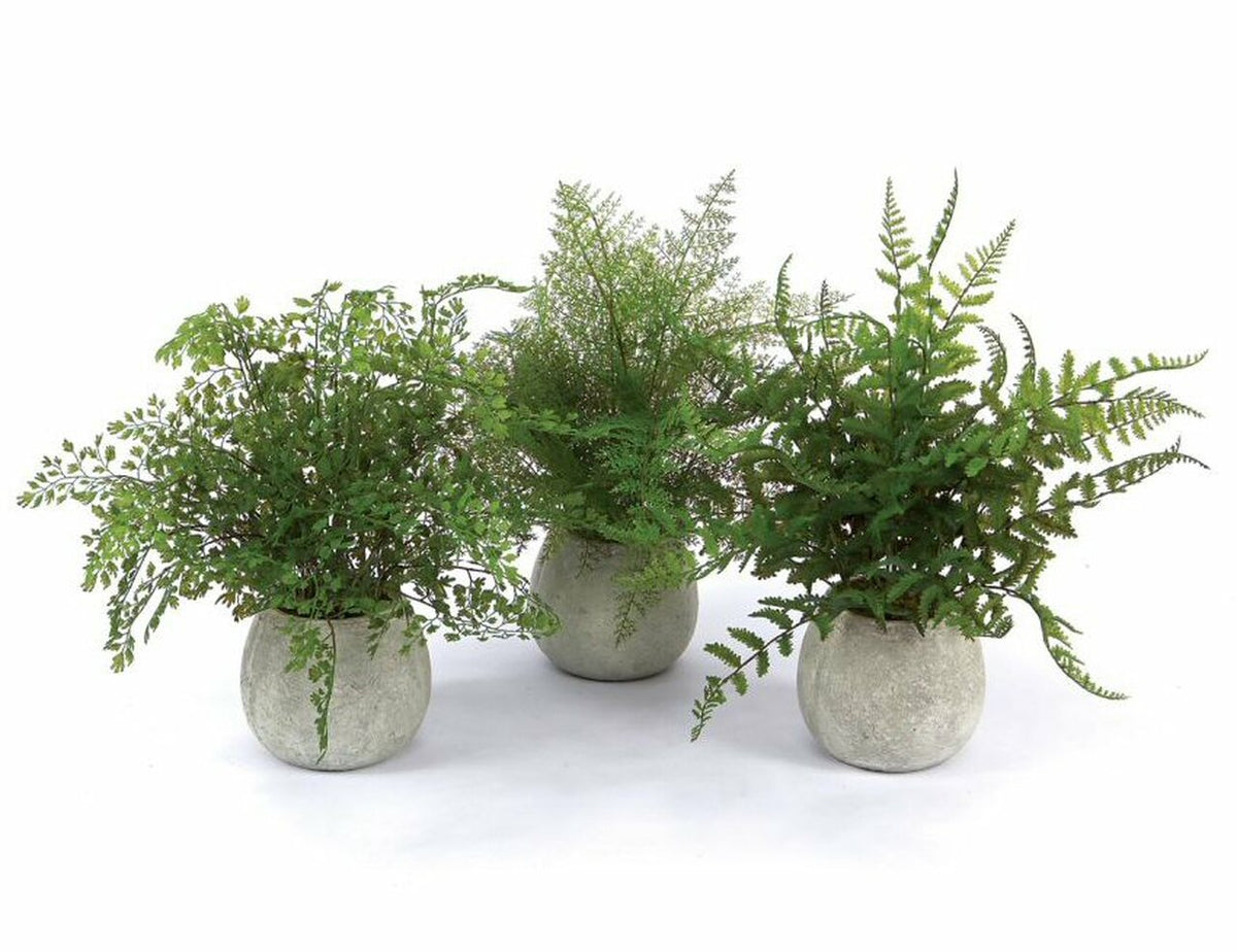 Melrose International MI Plant – Piper Lillies Gift Shoppe